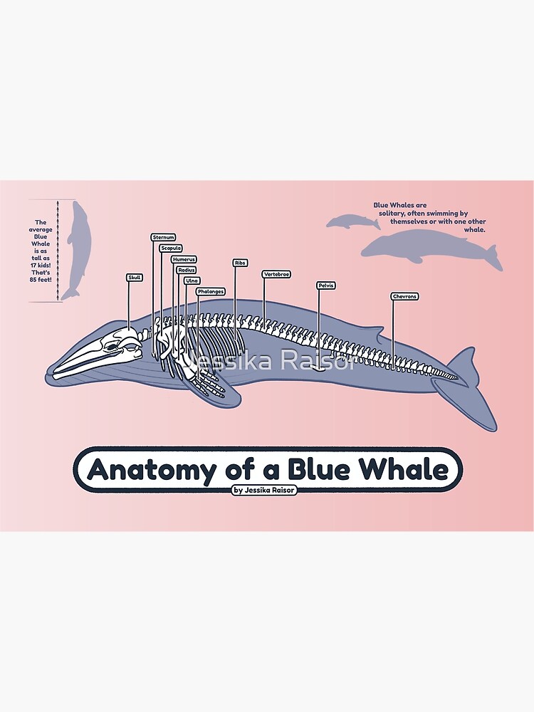 Anatomía De La Ballena Azul La Ballena Azul: Cuerpo, Alimentación,