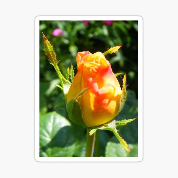 " rose Bud" Sticker by TatianaAn | Redbubble