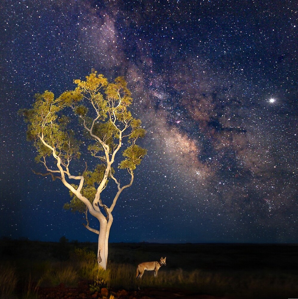 "dingo nightscape" by WestozImages | Redbubble