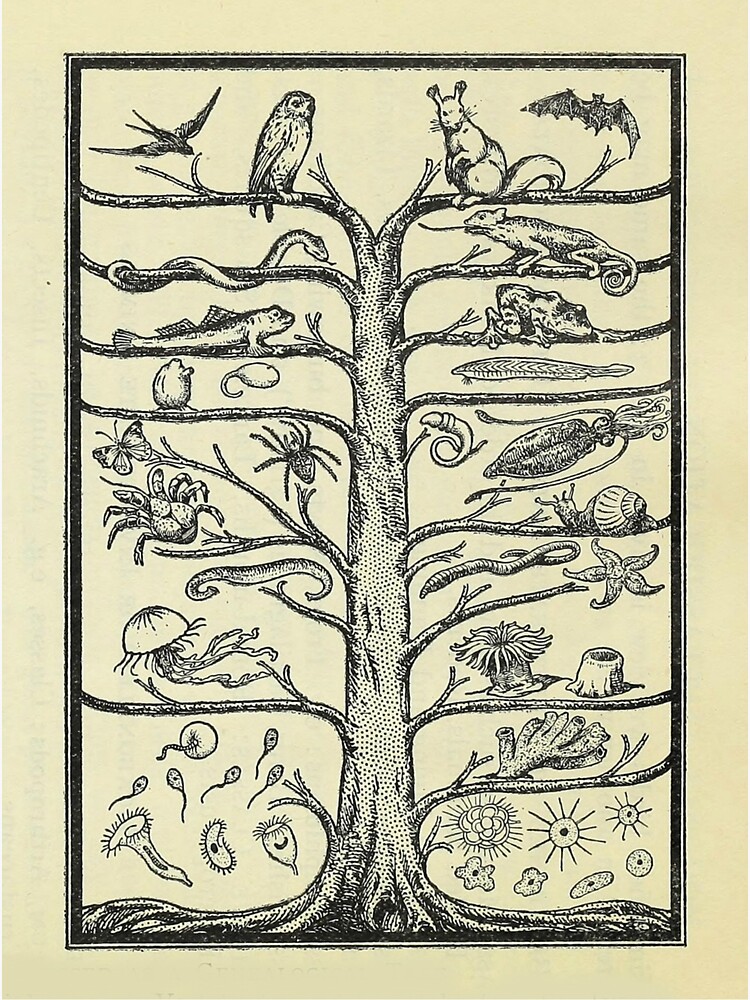Evolution Tree Premium Matte Vertical Poster sold by Ian Wilkinson ...