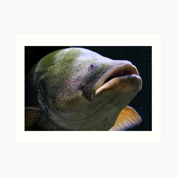 Murray Cod Art Prints | Redbubble