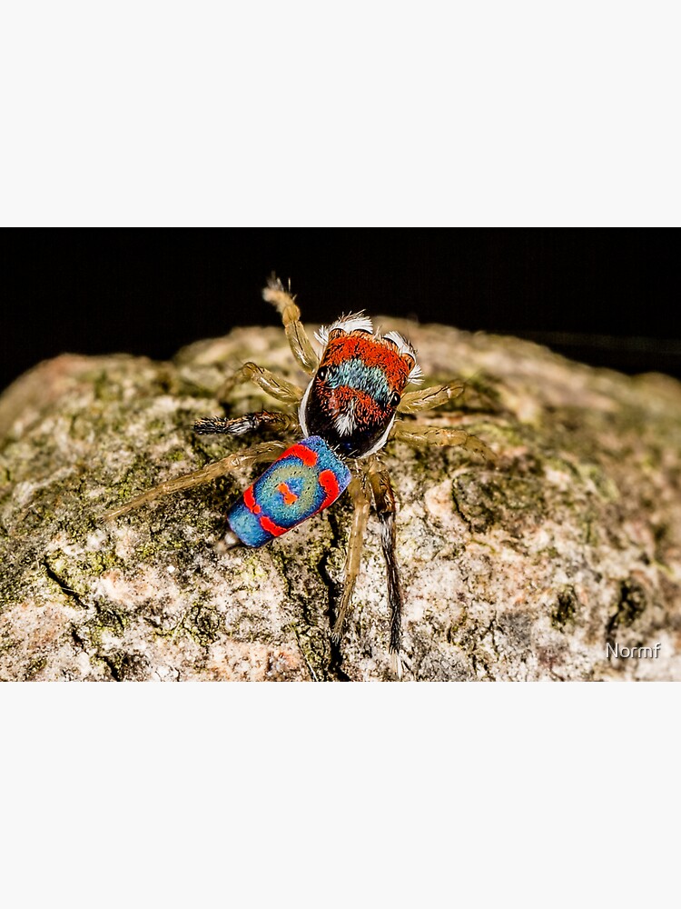 "Maratus splendens" Sticker for Sale by Normf | Redbubble
