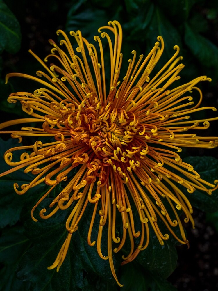 and then his head exploded." Poster by alanshapiro | Redbubble