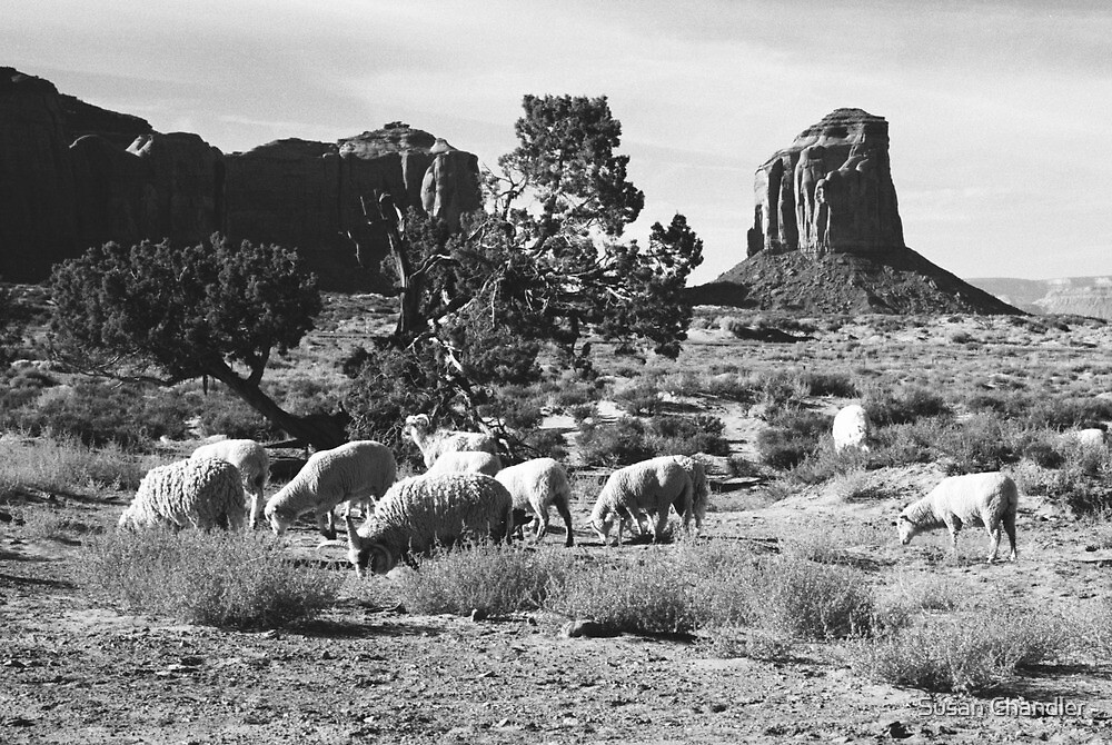 "Navajo Churro Sheep" by Susan Chandler | Redbubble