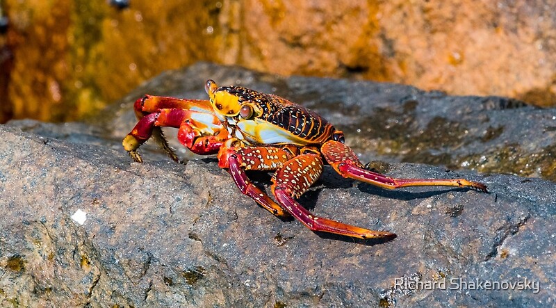 "Seaside Crab-Lima Peru" by Richard Shakenovsky | Redbubble