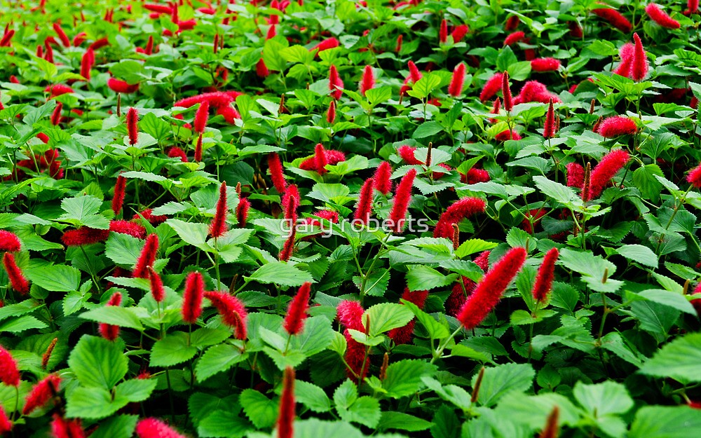 "acalypha reptans" by gary roberts | Redbubble