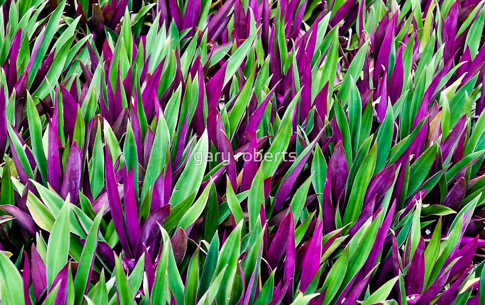"rhoeo" by gary roberts | Redbubble