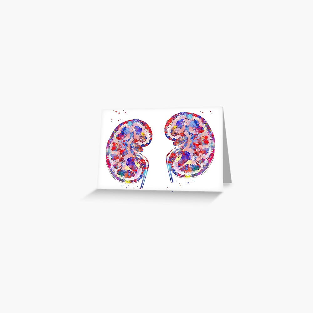 "The kidneys anatomy, kidneys art, anatomy, watercolor kidneys ...