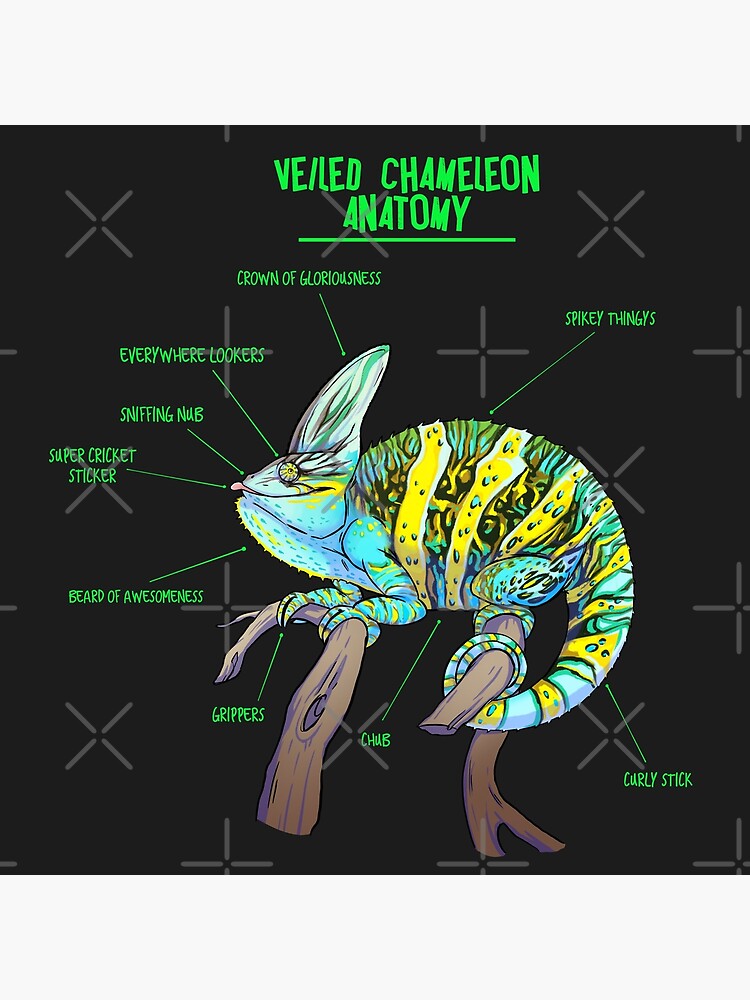 "Veiled chameleon anatomy" Poster for Sale by AnimalArtist | Redbubble