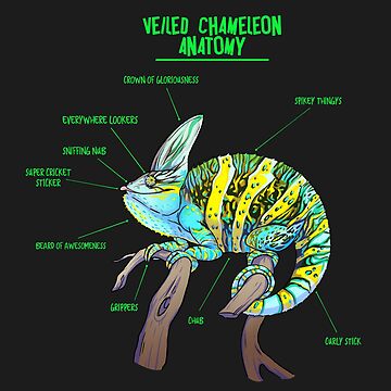 "Veiled chameleon anatomy" Poster for Sale by AnimalArtist | Redbubble