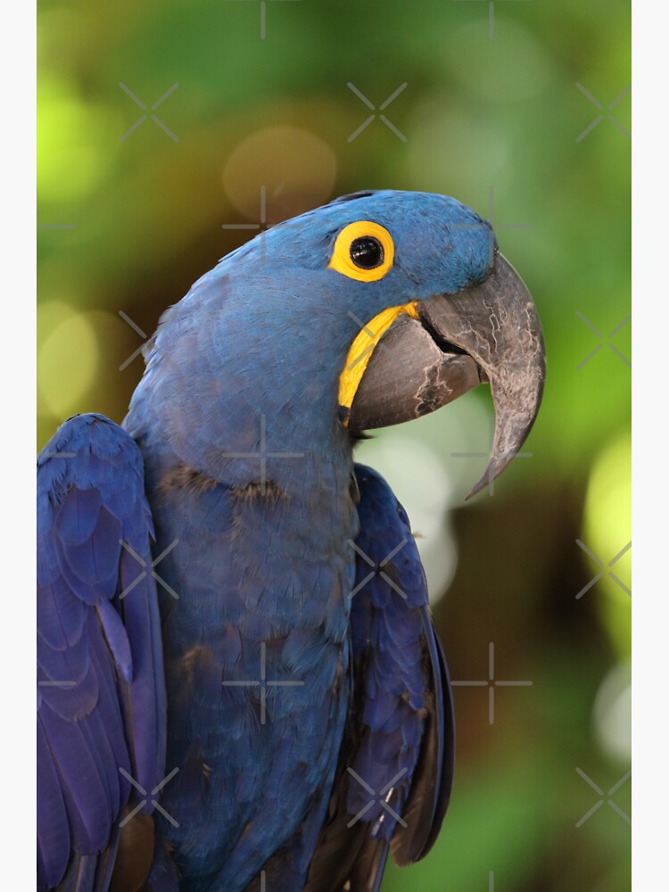 "Hyacinth Macaw" Sticker for Sale by MelKowasic | Redbubble