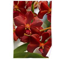 "Red Orchids" by JHRphotoART | Redbubble