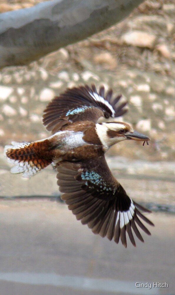 "Kookaburra in Flight" by Cindy Hitch | Redbubble