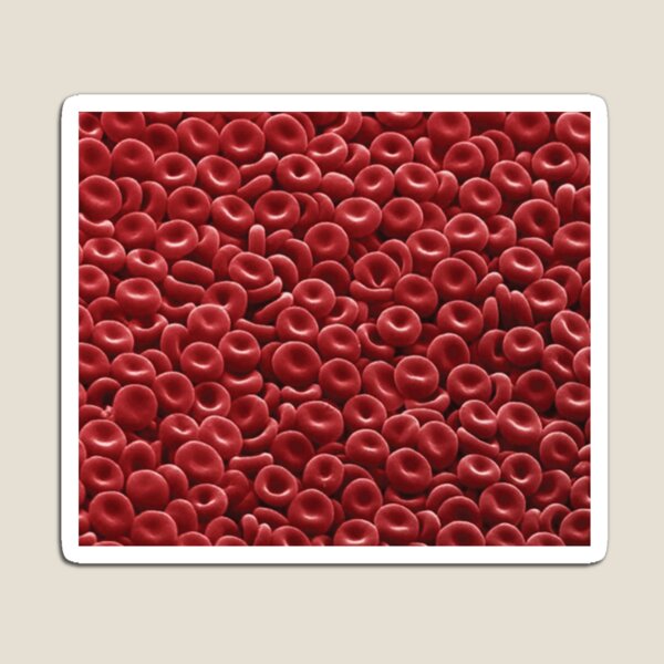 Red Blood Cells Under Compound Light Microscope Blood Smear Under