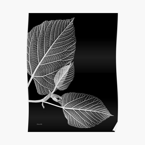 "X Ray Leaves Black And White" Poster for Sale by rollosphotos | Redbubble