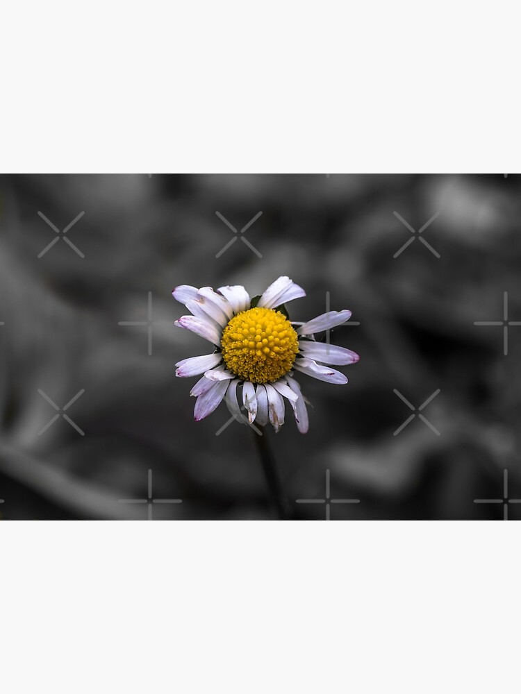"Almost naked daisy in black and white background" Photographic Print ...