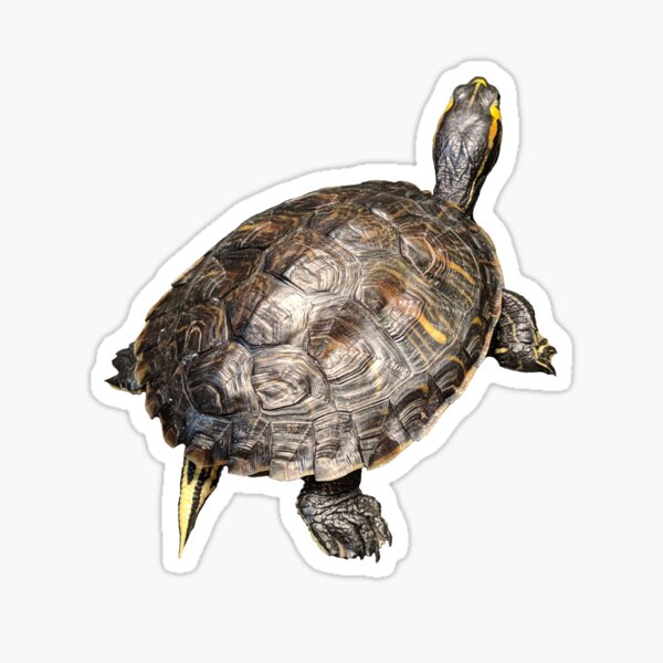 "Yellow-bellied sliderTurtle" Sticker by TarjaziDesigns | Redbubble