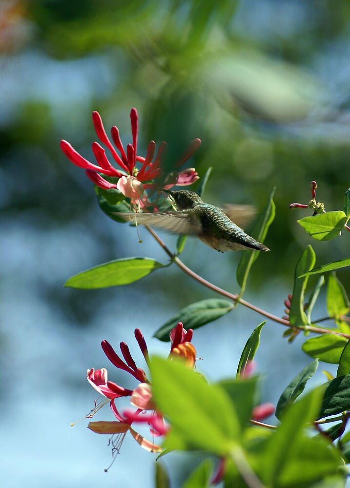 "Hummingbird & Honeysuckle" by Cassy Greenawalt | Redbubble