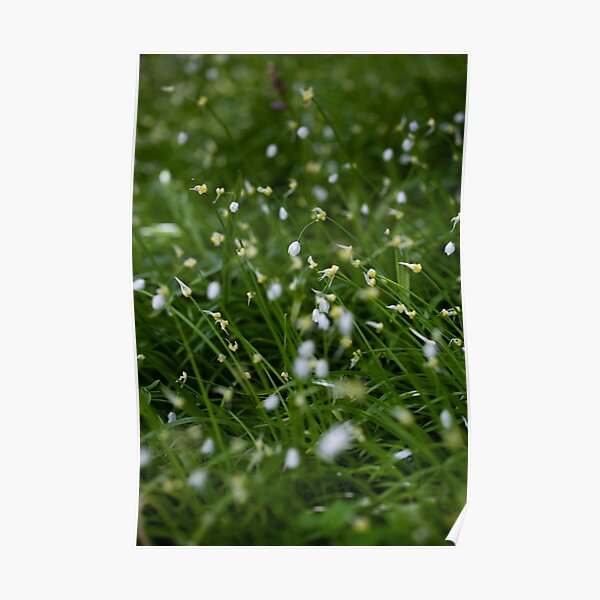"delicate" Poster by codaimages | Redbubble
