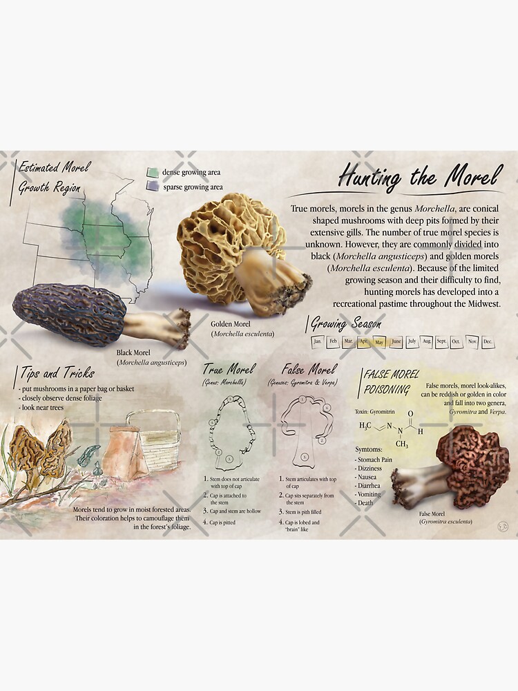 "Morel Informational Poster" Sticker by emadamsinc | Redbubble
