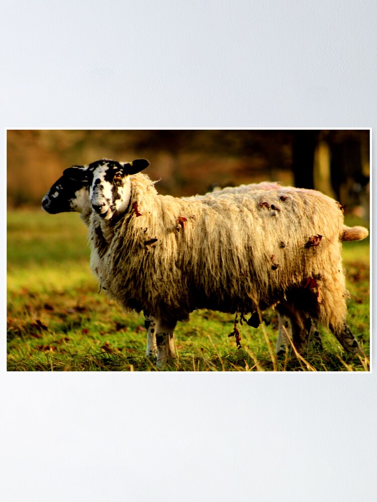 "Two Headed Sheep" Poster by Mingley | Redbubble