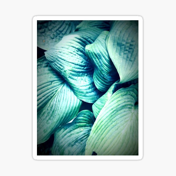 "Tropical Garden Hosta Leaves" Sticker for Sale by lyndseyart | Redbubble