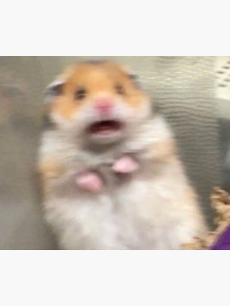 "hamster screaming meme" Sticker for Sale by ameliamarie03 | Redbubble