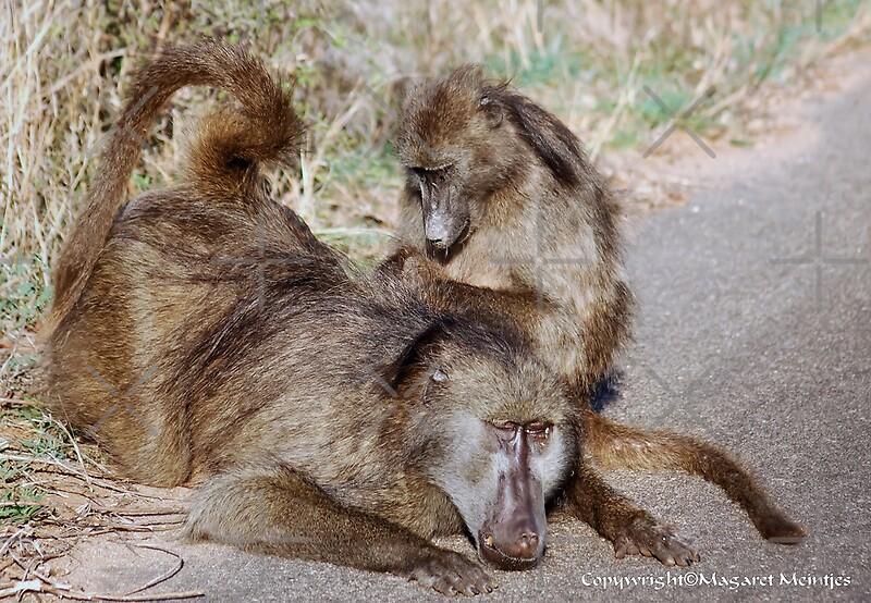 "THE CHACHMA BABOON - Papio ursinus - TOTAL COMMITMEND - "IN LOVE"" by ...