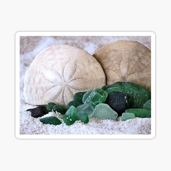 "Sand dollars and sea glass " Sticker for Sale by Janice Drew | Redbubble