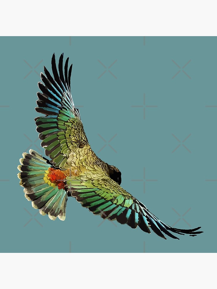 "New Zealand Kea" Pillow for Sale by BeThreeDesigns | Redbubble