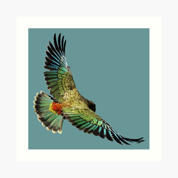 "New Zealand Kea" Art Print for Sale by BeThreeDesigns | Redbubble