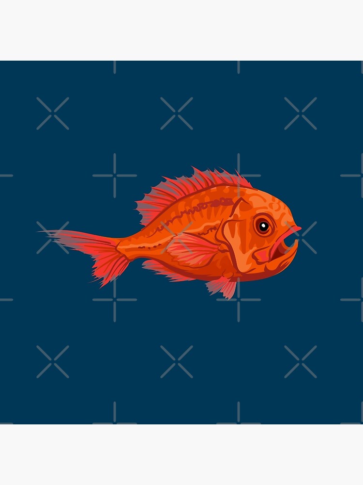 "Fish: Orange Roughy" Art Print for Sale by PepomintNarwhal | Redbubble