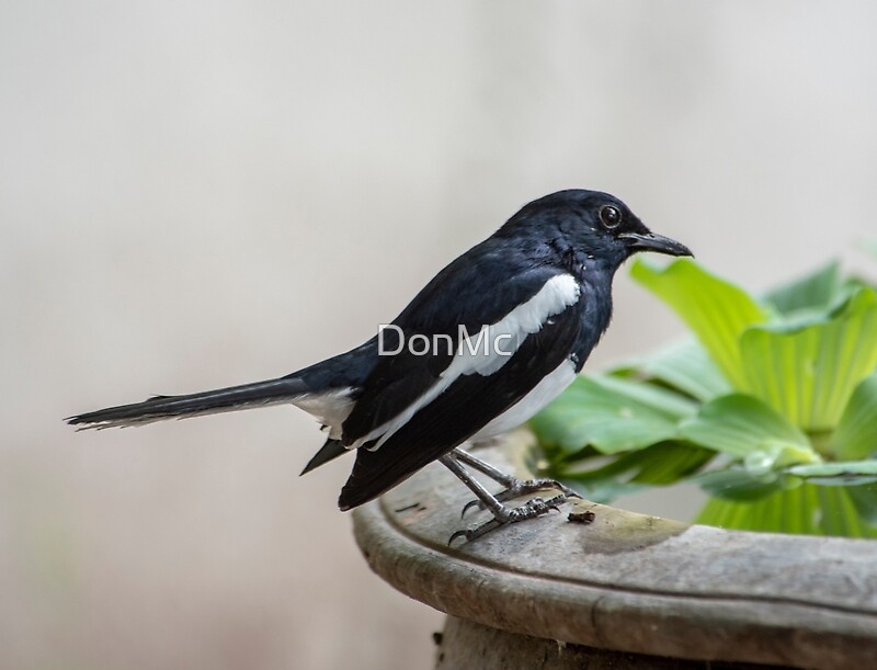 "Pied Robin (I)" by DonMc | Redbubble