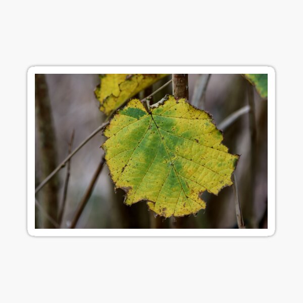 "Hazel Leaf" Sticker by cuprum | Redbubble