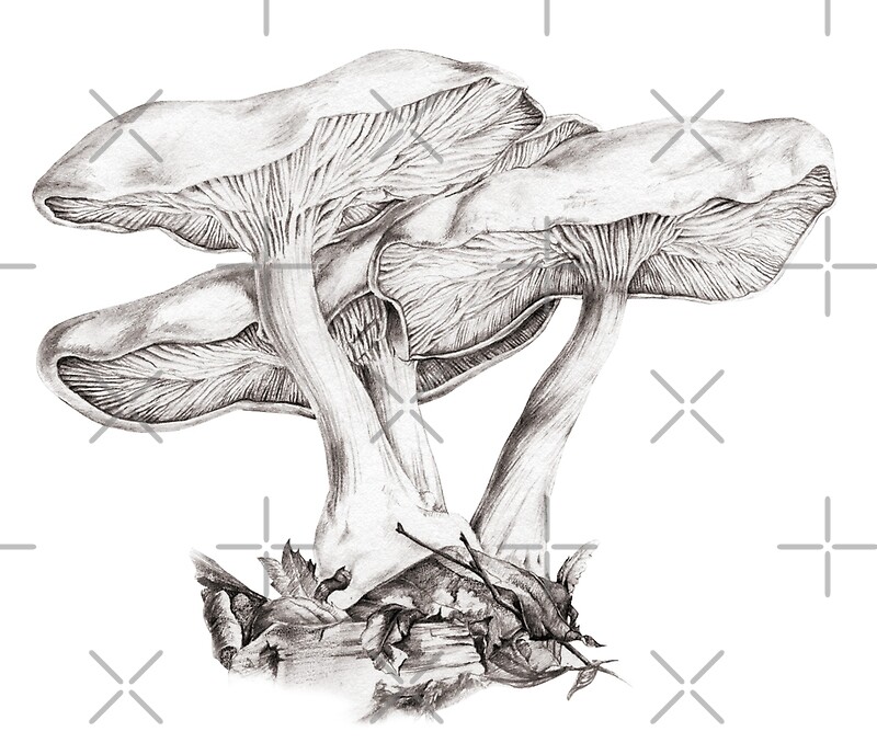 "Fungi mushroom study mono pencil drawing" by Sarah Trett | Redbubble