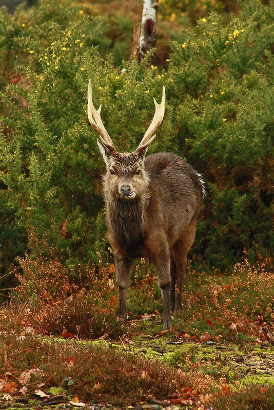 "sika stag" by scott hanham | Redbubble