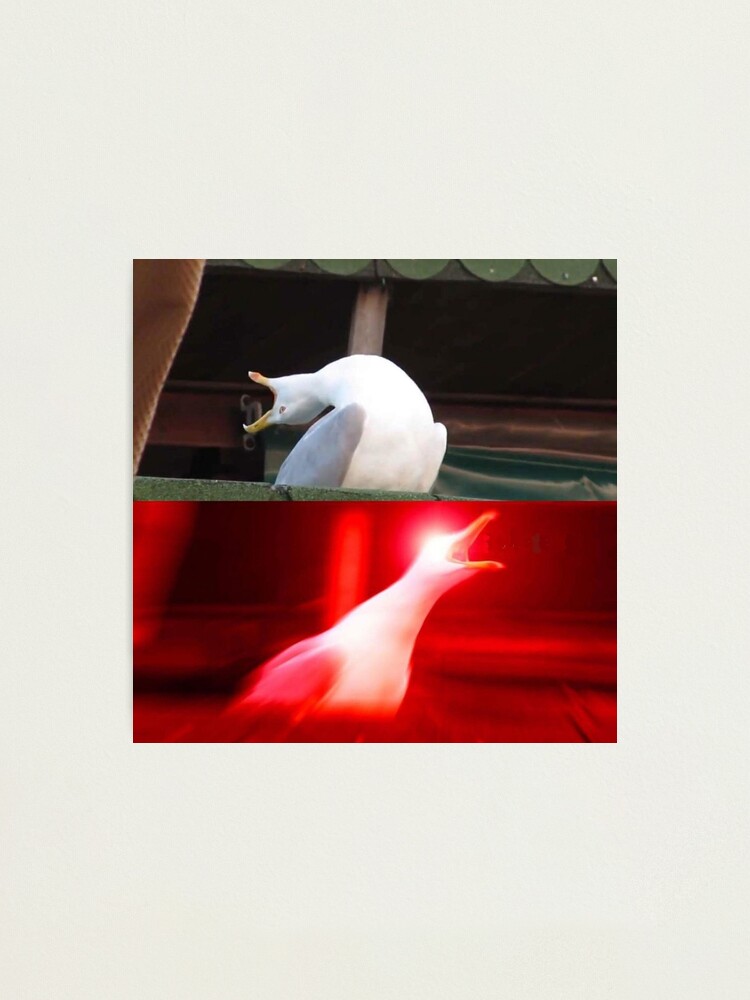"Inhaling Seagull Meme" Photographic Print for Sale by FlashmanBiscuit ...