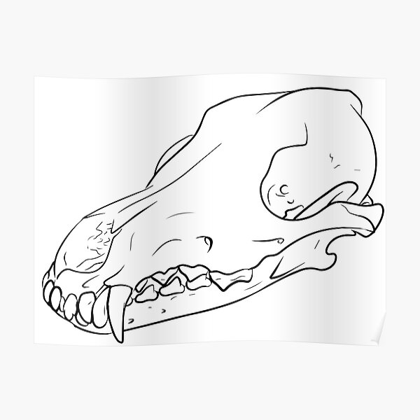 "Coyote Skull" Poster by candidcoyote | Redbubble
