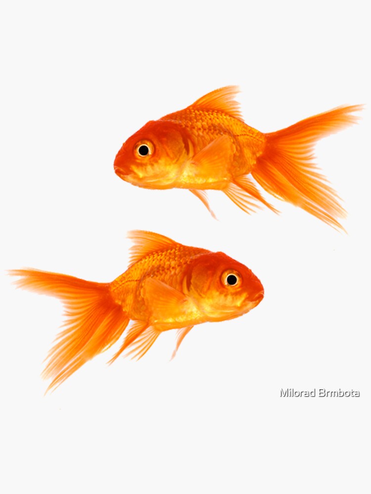 "Goldfish" Sticker for Sale by Milorad Brmbota | Redbubble