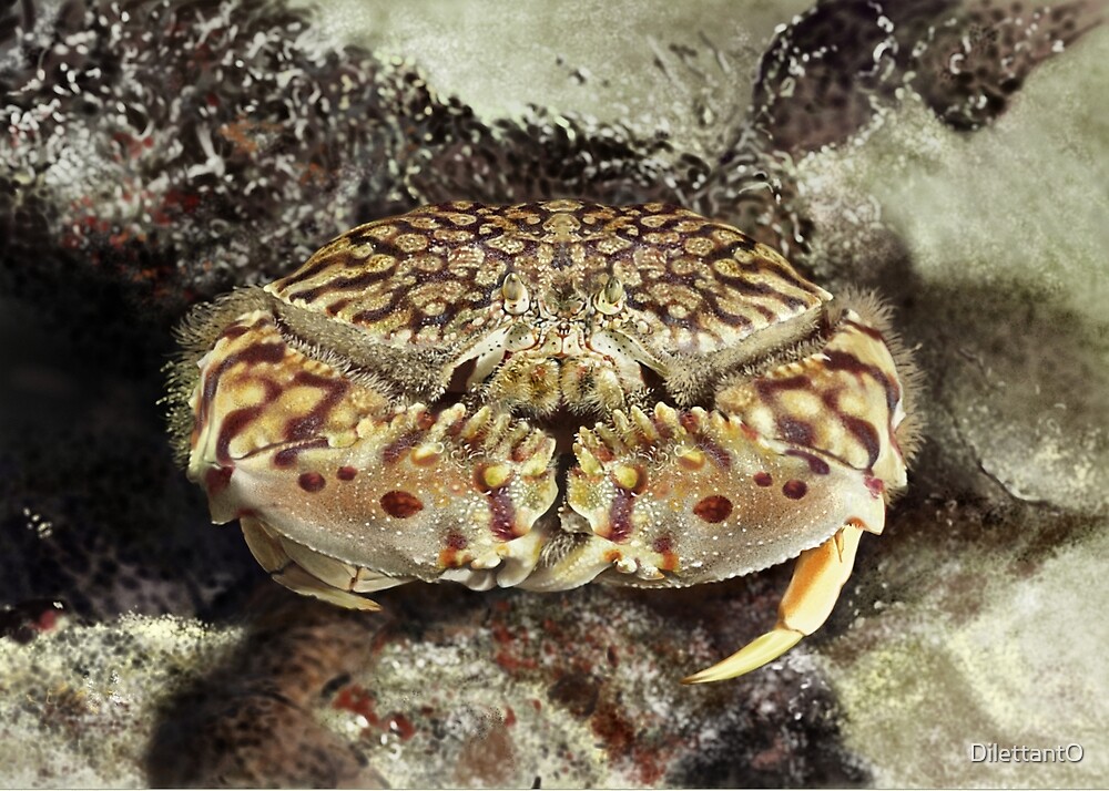 "FLAME BOX CRAB (Calappa flammea)" by DilettantO | Redbubble