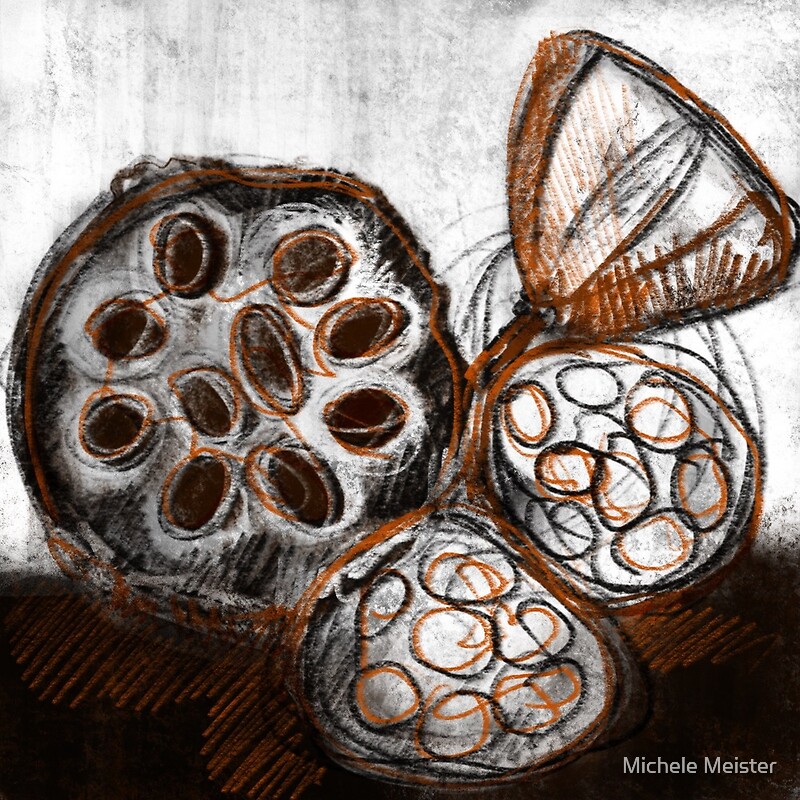 "Lotus pods " by Michele Meister | Redbubble