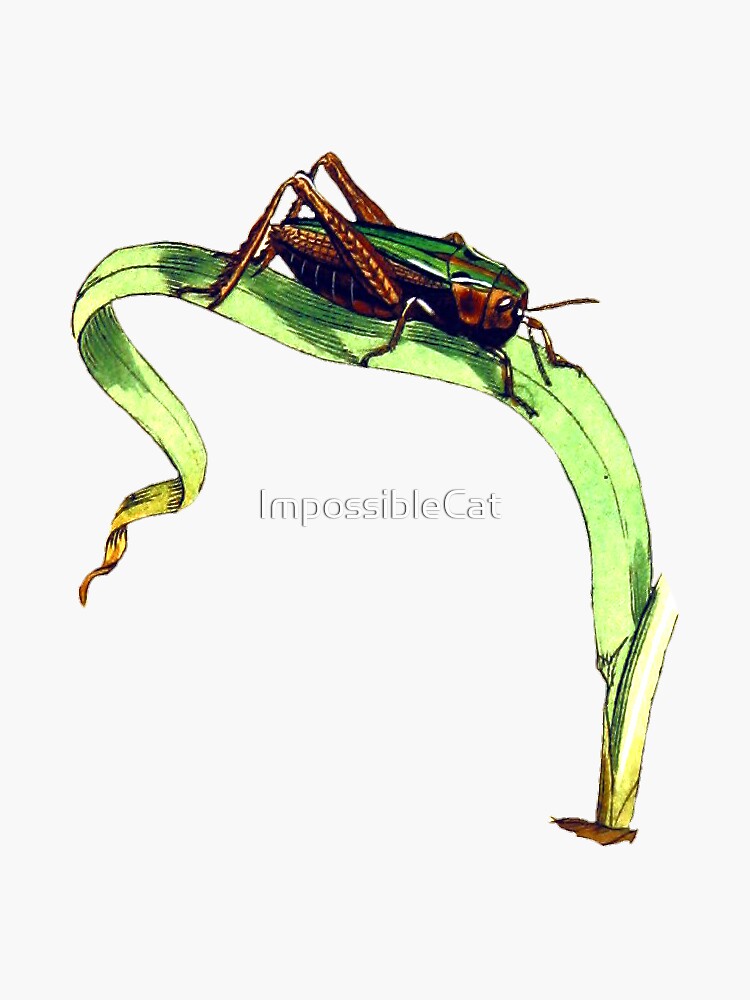 "Grasshopper vintage illustration" Sticker by ImpossibleCat | Redbubble