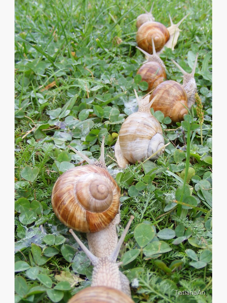 "caravan of snails." Sticker by TatianaAn | Redbubble