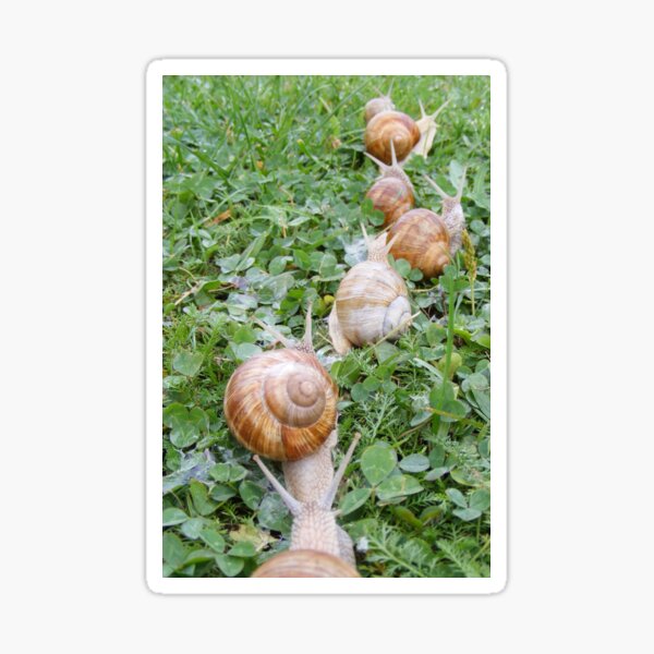 "caravan of snails." Sticker by TatianaAn | Redbubble