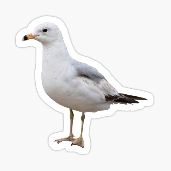Seagull Stickers | Redbubble