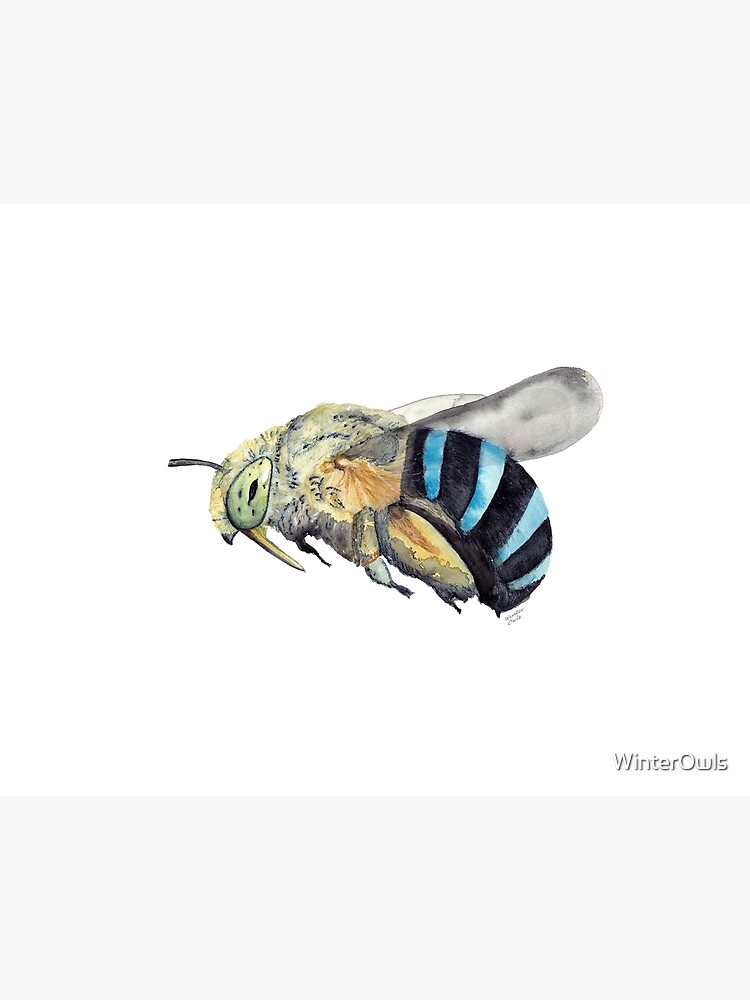 Australian Blue Banded Bee Art Board Print For Sale By Winterowls