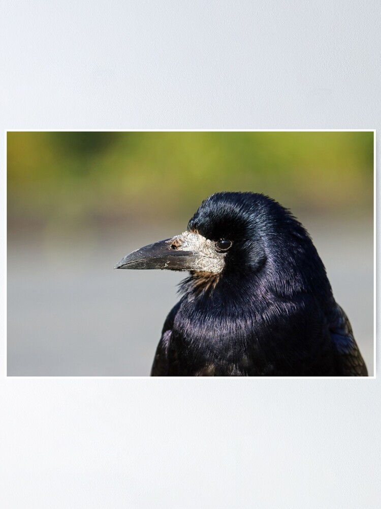 "Close up rook" Poster by GreyFeatherPhot | Redbubble