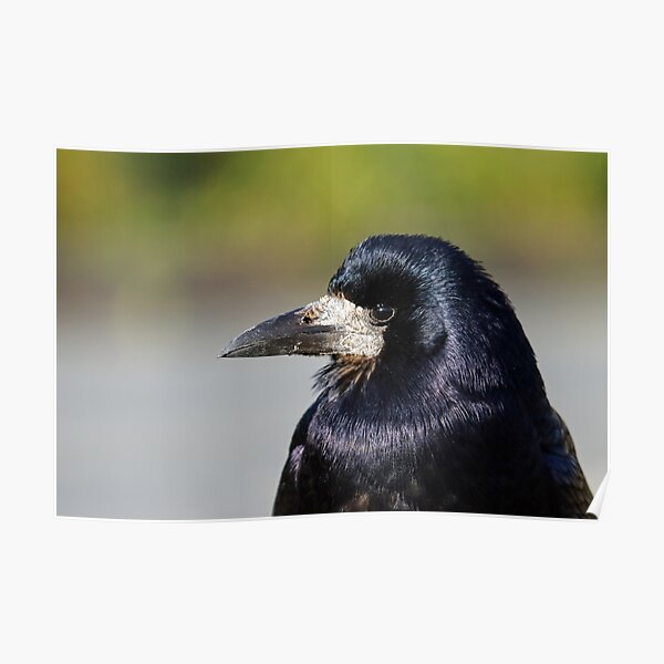 "Close up rook" Poster by GreyFeatherPhot | Redbubble