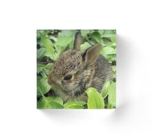 "Sweet Baby Rabbit" by NatureGreeting Cards ©ccwri | Redbubble