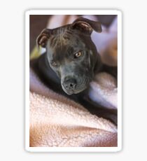 Staffy: Stickers | Redbubble